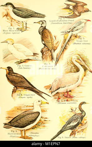 This comprehensive guide to North American birds includes both living ...