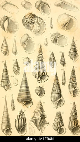 A manual of the Mollusca, or, A rudimentary treatise of recent and ...