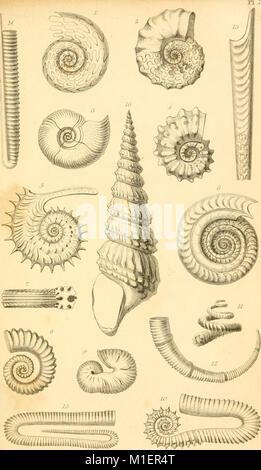 A manual of the Mollusca, or, A rudimentary treatise of recent and ...