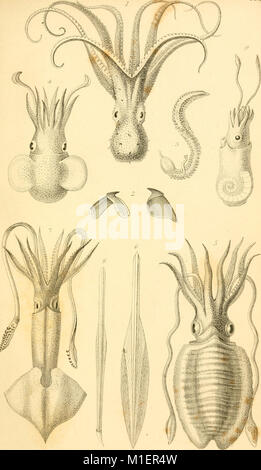 A study on mollusks, covering their classification and biological ...