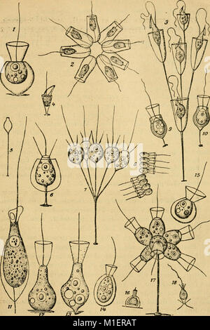 *Algen I* (1910) is a detailed study of algae, focusing on ...