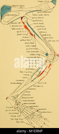 . Anatomy of the wood rat; comparative anatomy of the subgenera of the ...