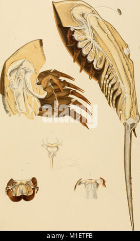 Anatomy of the king crab (Limulus polyphemus, Latr.) (Plate II ...