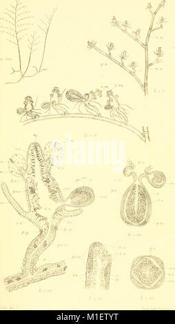 *African Invertebrates* (1906-1908) is a journal dedicated to ...