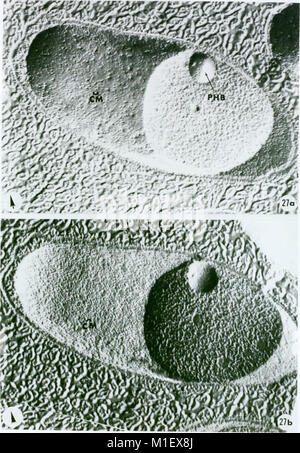 . Anatomy of the cell envelope of a marine vibrio examined by freeze ...