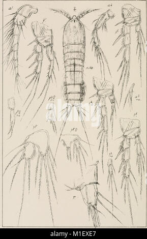*An Account of the Crustacea of Norway* (1903) provides detailed ...
