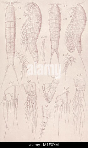 This book provides a comprehensive account of the Crustacea species ...