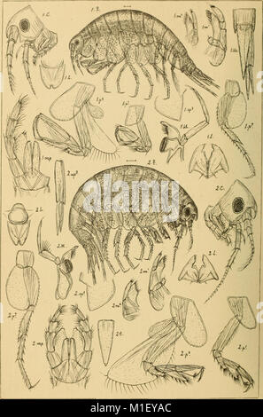 This work provides a comprehensive classification of crustaceans and ...