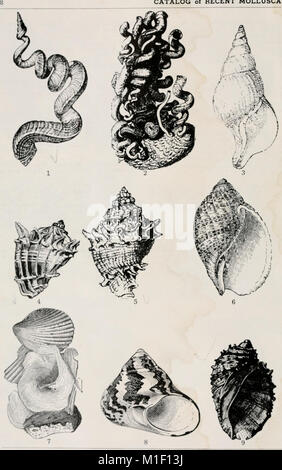 A catalog of recent Mollusca from all parts of the world (19 ...