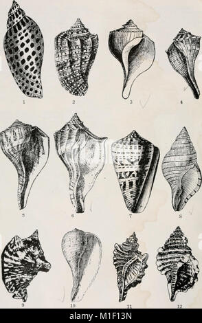 A catalog of recent Mollusca from all parts of the world (19 ...