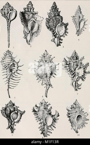 A catalog of recent Mollusca from all parts of the world (19 ...