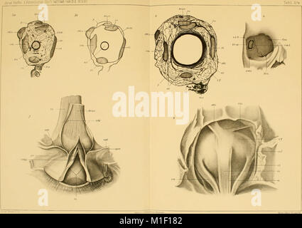 This 1913 medical work focuses on the diseases of the nervous system ...