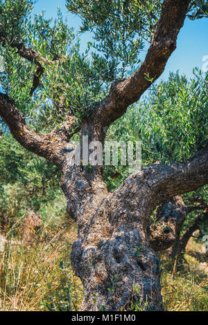 Ancient olive tree of Vouves, Crete, Greece Stock Photo - Alamy