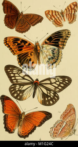 A catalog of lepidopterous insects from the British Museum, focusing on ...