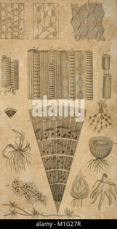 'A Compendium of Physiological and Systematic Botany' (1820) provides ...