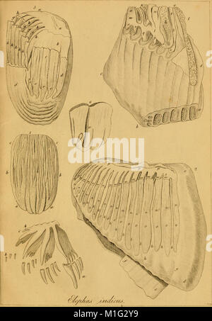 *Anatomia Mammalium* (1845) is a detailed anatomical study of mammals ...