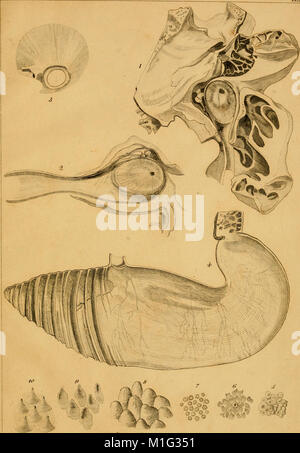 Anatomia Mammalium, published in 1845, is a detailed anatomical study ...