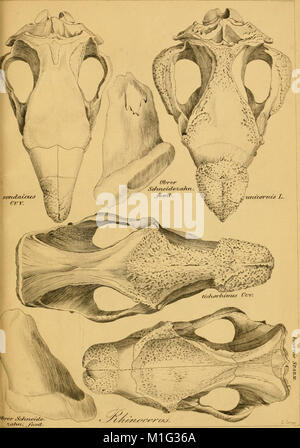 'Anatomia Mammalium' (1845) is a detailed anatomical study of mammals ...