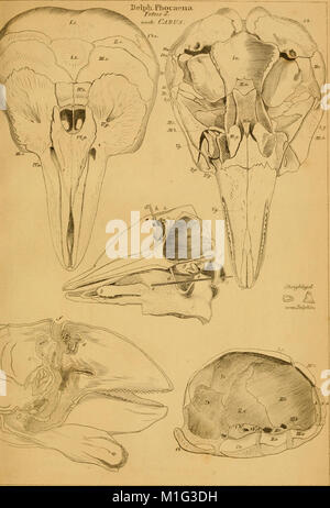 *Anatomia Mammalium* (1845) is a comprehensive anatomical study of ...