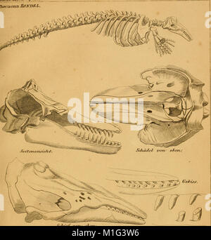 'Anatomia Mammalium' (1845) is a detailed anatomical study of mammals ...