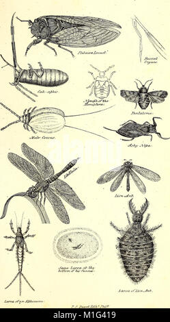 This 1839 synopsis covers the natural history of animals, including ...