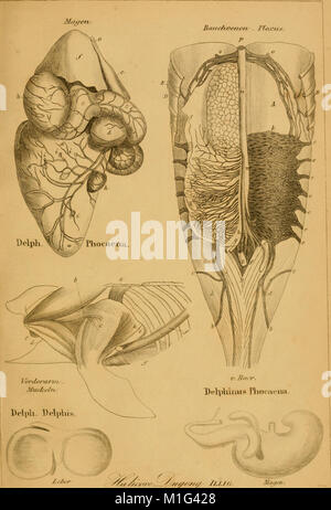 *Anatomia Mammalium* (1845) is a detailed anatomical study of mammals ...