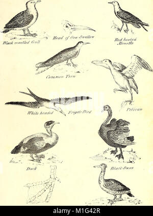 This 1839 work provides an overview of natural history, covering ...