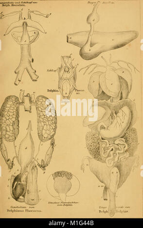 *Anatomia Mammalium* (1845) is a detailed anatomical study of mammals ...