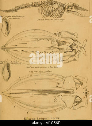 This work offers a comparative anatomical study of human and primate ...