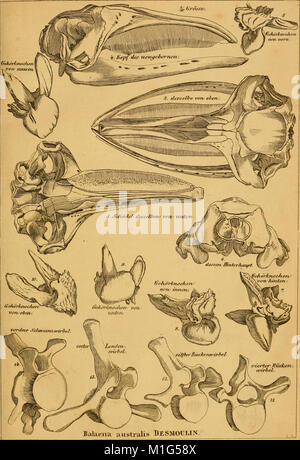*Anatomia Mammalium* (1845) is a detailed anatomical study of mammals ...