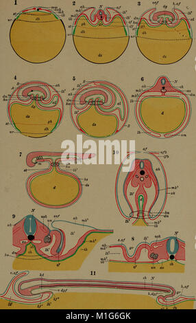 This textbook on anatomy covers the development of the chondro-cranium ...