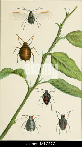 *A Handbook of the Destructive Insects of Victoria* (1891) provides ...