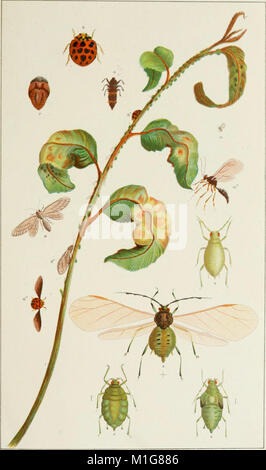 A 1891 guide to identifying and controlling destructive insect pests in ...
