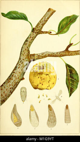 This *Handbook of Destructive Insects of Victoria* (1891) provides ...