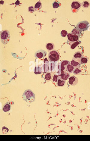 The 1912 *Annales de l'Institut Pasteur* publishes key scientific ...