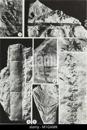 . An Early Pennsylvanian flora with megalopteris and noeggerathiales ...