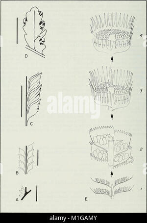. An Early Pennsylvanian flora with megalopteris and noeggerathiales ...