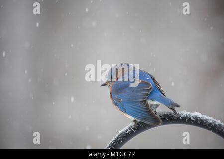 eastern bluebird in winter in ohio Stock Photo - Alamy