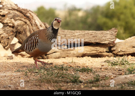 Male and female Red legged partridge Stock Photo - Alamy