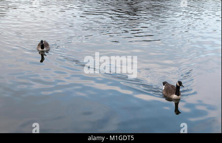 2 grey geese swimming on a lake Stock Photo - Alamy