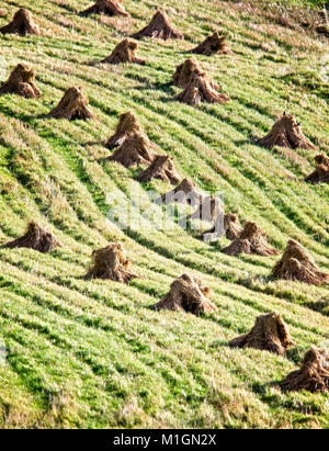 Oat stooks in farm field during harvest Stock Photo - Alamy