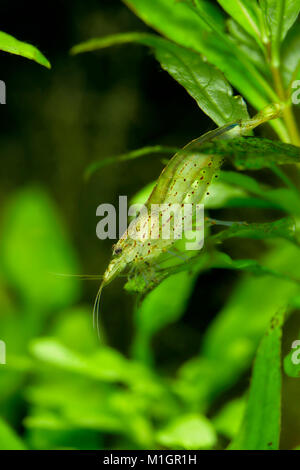 Caridina multidentata, Yamato shrimp, Japanese shrimp, Amano shrimp ...
