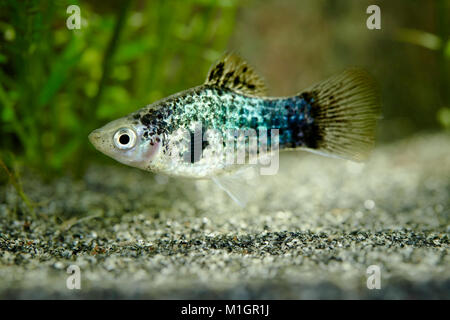 Platy (Xiphophorus maculatus) in freshwater aquarium. Red Platy or ...
