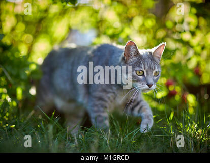 A tabby domestic cat Stock Photo - Alamy