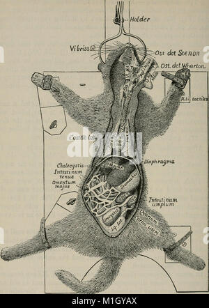 This 1882 work introduces the anatomical structure of domestic cats ...