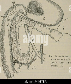This 1882 text explores the anatomy of the domestic cat, drawing ...