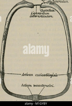 This work explores human comparative anatomy, focusing on the muscular ...