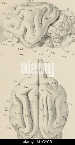 This 1882 text explores anatomical technology, focusing on the domestic ...