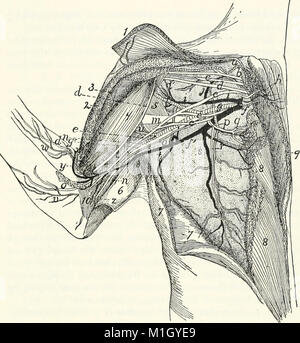 'Anatomy of the Cat' (1991) is a detailed scientific study of feline ...