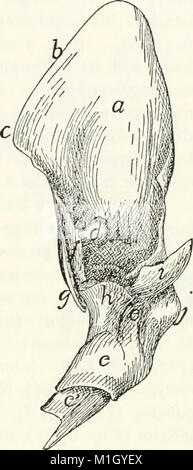 The 1991 'Anatomy of the Cat' provides an in-depth study of feline ...